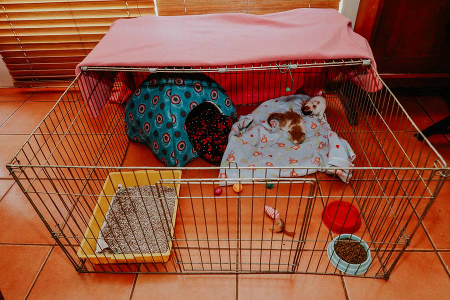 Happy Tails - Nicholson Kitty Rescue