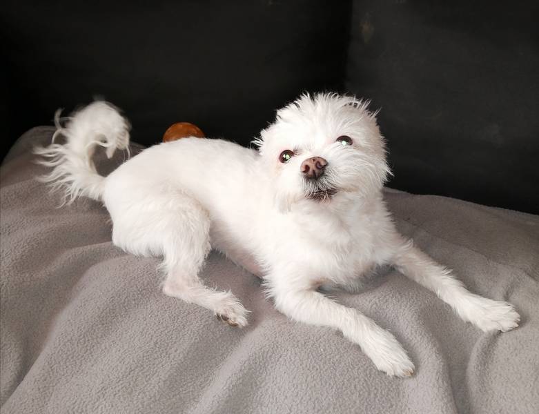 Happy Tails - Family of Fluffy Fur Balls