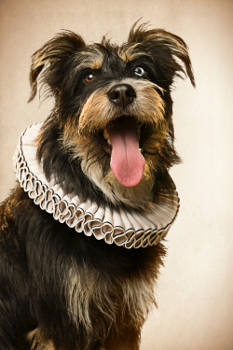 Happy Tails - Bogart exploded into our lives!