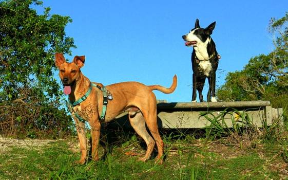 Happy Tails - Joy for Juno