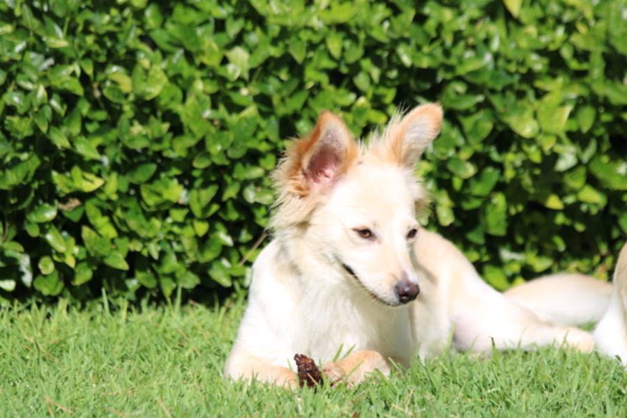 Happy Tails - Lily – Our Missing Piece of the Puzzle