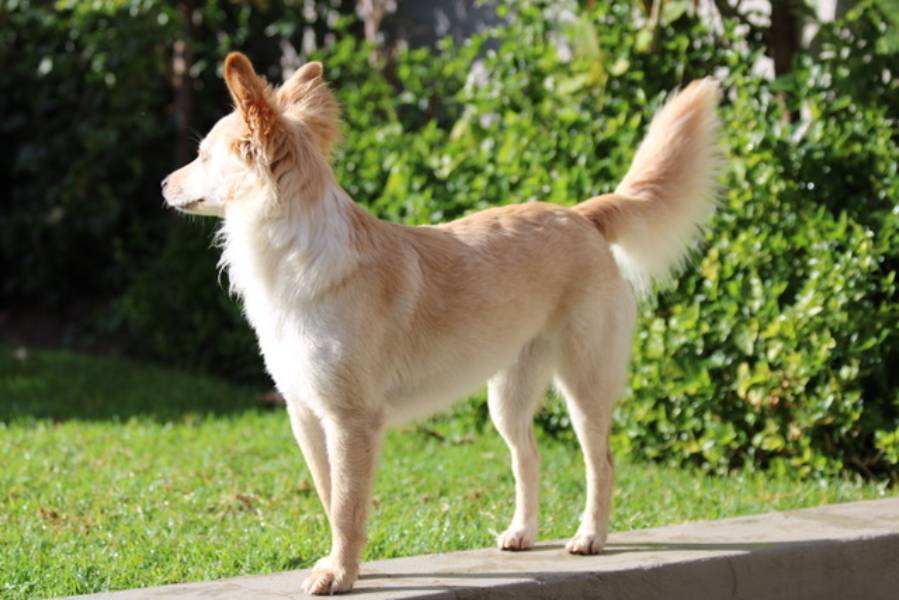 Happy Tails - Lily – Our Missing Piece of the Puzzle