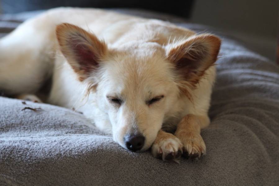 Happy Tails - Lily – Our Missing Piece of the Puzzle
