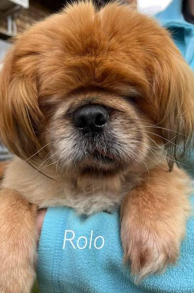 Happy Tails - Rolo, my real-life teddy bear