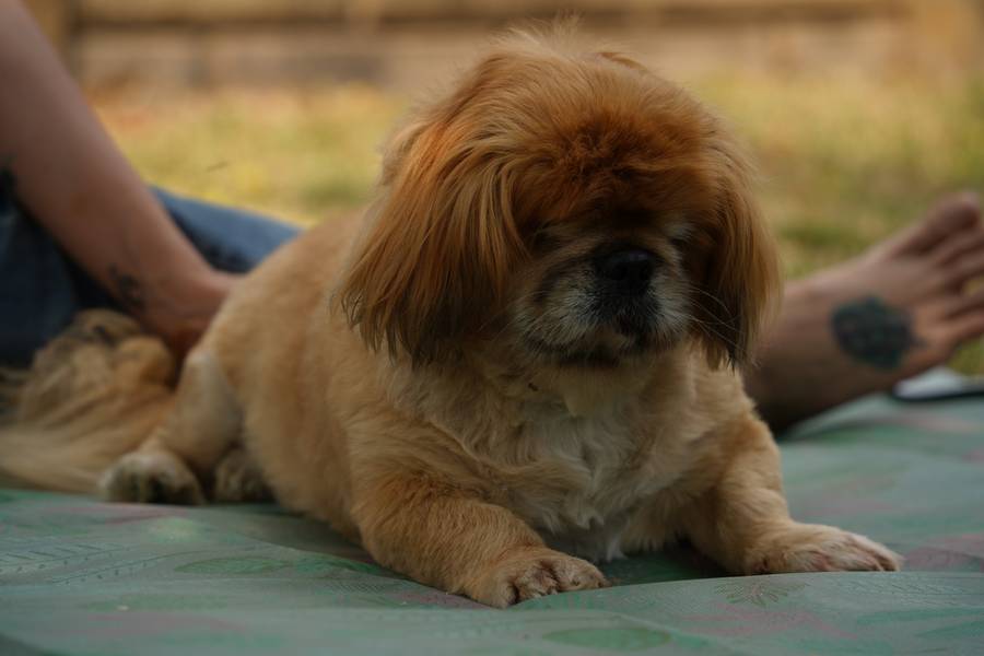 Happy Tails - Rolo, my real-life teddy bear