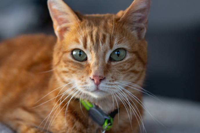 Happy Tails - Ruby – Our Shaft Sweetheart