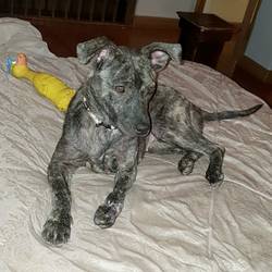 Happy Tails - The Story of Luna Tuna