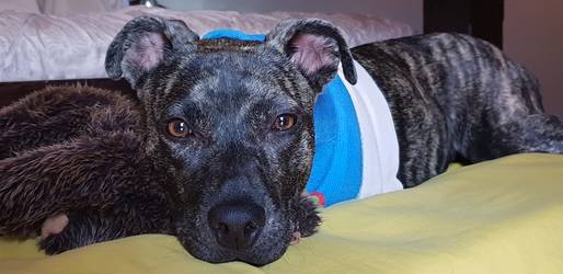 Happy Tails - The Story of Luna Tuna