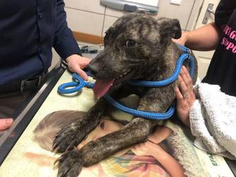 Happy Tails - The Story of Luna Tuna