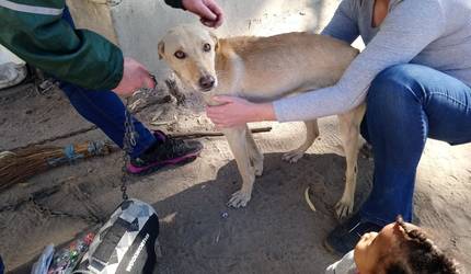 Happy Tails - ROAR for PAWS